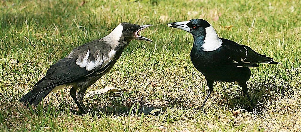 1024px-Australian_Magpie_feeding - North Lakes Today