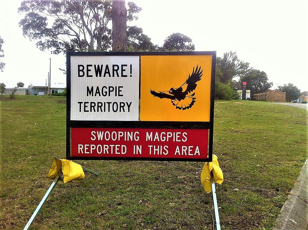 1024px-Magpie_Warning - North Lakes Today